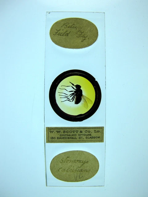 ANTIQUE MICROSCOPE SLIDE by W.W.Scott. "Biting Field Fly. Stomoxys ...