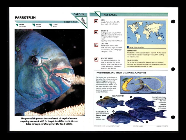 PARROTFISH WILDLIFE FACT File Fish Animal Card Home School Study 4.24 ...