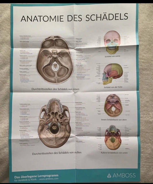 ANATOMIE DES SCHÄDELS Poster - Amboss - Lernposter EUR 3,50 - PicClick DE