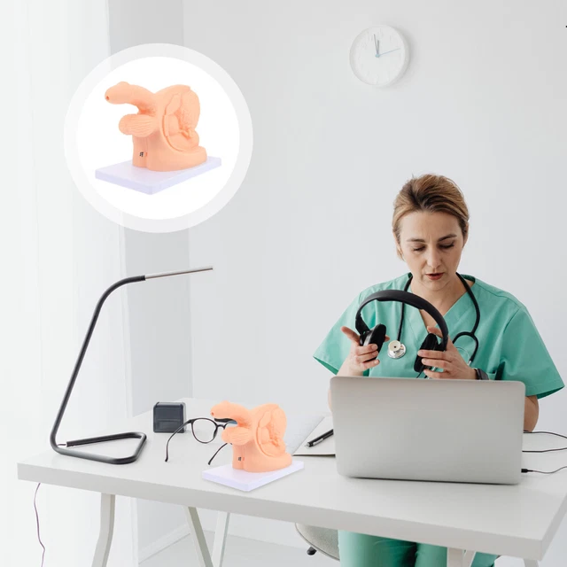 Catheter Model Catheter Practice Model Catheterization Model Human Eur