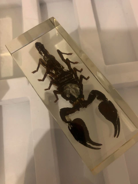 NATIONAL GEOGRAPHIC REAL Life Bugs Insects In Resin Set Bundle and 8 ...