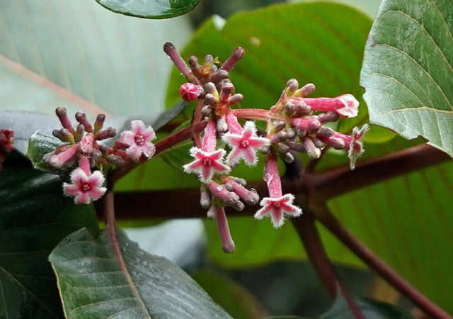 RED CINCHONA TREE - Quinine - Quina - 5+ seeds - Semillas - Graines ...