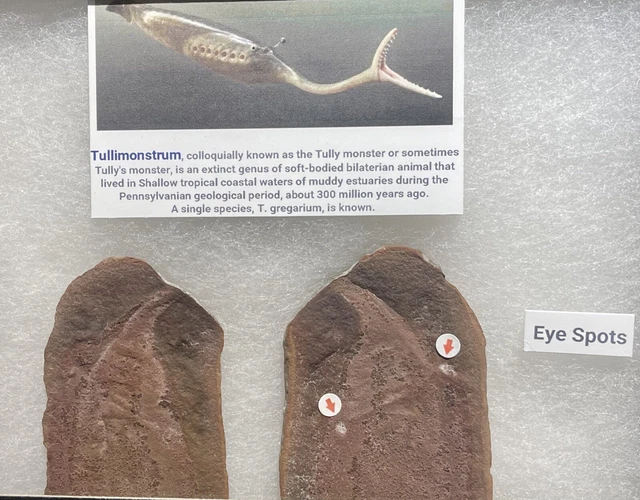 TULLIMONSTRUM GREGARIUM, TULLY Monster Positive And Negative EUR 115,88 ...