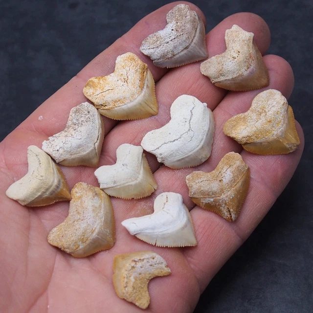12 PIECES SHARK Squalicorax Pristodontus Corax Tooth Teeth Fossil lot ...