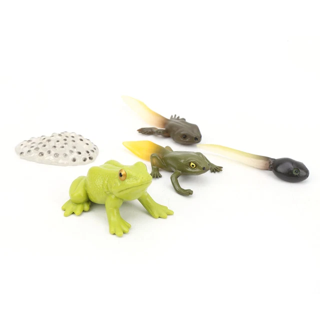 (FROG GROWTH CYCLE)ANIMALS Growth Cycle Life Cycle Model Animals Growth ... (FROG GROWTH CYCLE)ANIMALS Growth Cycle Life Cycle Model Animals Growth ...