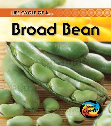 LIFE CYCLE OF a Broad Bean (Life Cycles),Angela Royston £8.91 - PicClick UK
