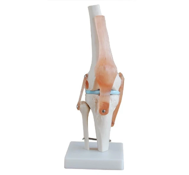 LIFE SIZE HUMAN Knee Joint Model with Ligaments Medical Anatomy Model £ ...