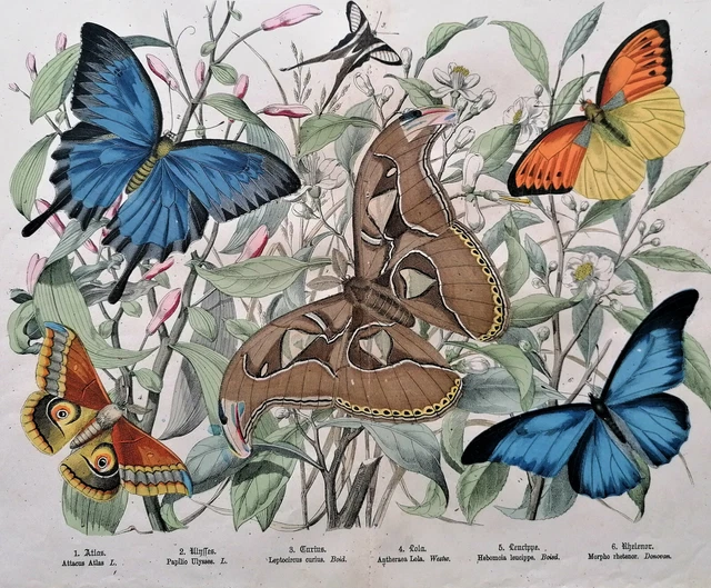 SCHMETTERLINGE TAFEL 58 RAUPE BUTTERFLY PAPILLON 6 Abbild. XXL Litho ...