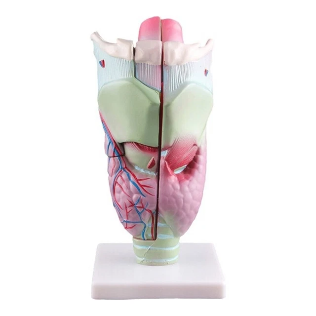 HUMAN LARYNX MODEL Enlarged Anatomical Larynx Model Medicals Teaching ... HUMAN LARYNX MODEL Enlarged Anatomical Larynx Model Medicals Teaching ...