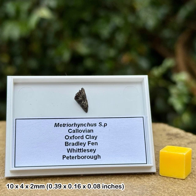 RARE METRIORHYNCHUS CROCODILE Tooth Fossil, Jurassic Era, Oxford Clay ...