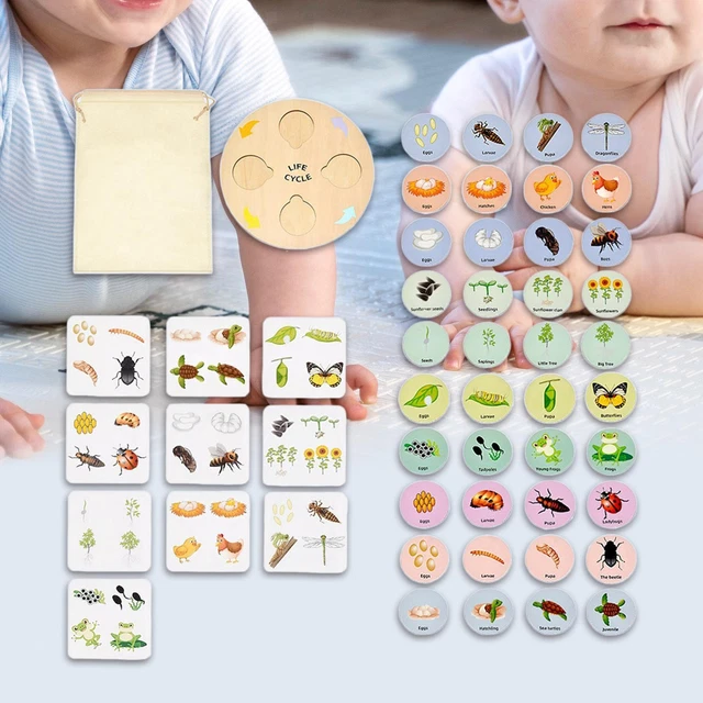 LIFE CYCLE TRAY Flash Cards Montessori Life Cycle Tray for Children ...