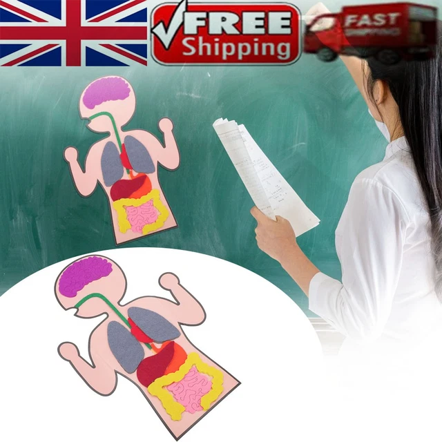 TEACHING PRESCHOOL HUMAN Body Anatomy Toy Parts Learning Teaching Body ...
