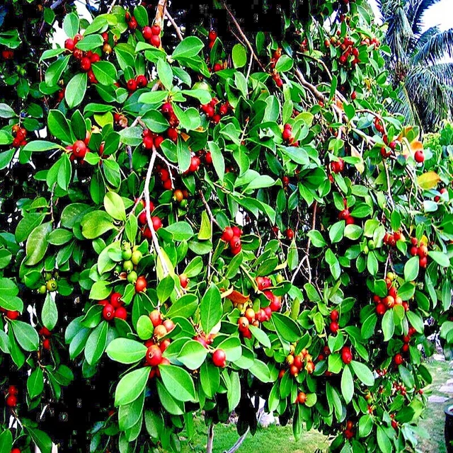 20 ERDBEERGUAVENBAUM SAMEN (Psidium cattleianum) Essbar Garten Obst ...