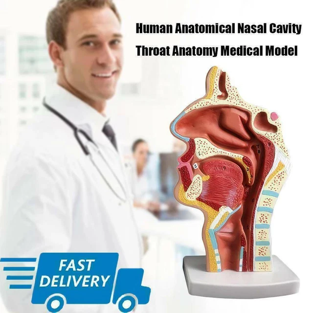 NORMAL HUMAN NASAL Mouth Cavity Throat Model Anatomical Model Anatomy ...