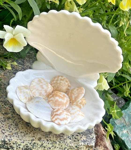 WHOLESALE 40 PCS RARE Chevron Florida Spectral Bittersweet Clams .75-1. ...