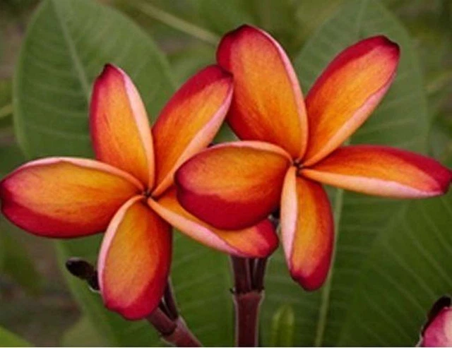 5 GRAINES FRAÎCHES frangipani plumeria rubra « arc-en-ciel intense » EUR 3,21 - PicClick FR