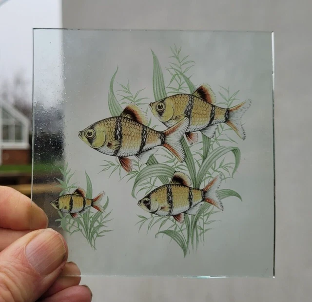 STAINED GLASS TIGER Barbs tropical fish 10 cm 10 cm approximately ...