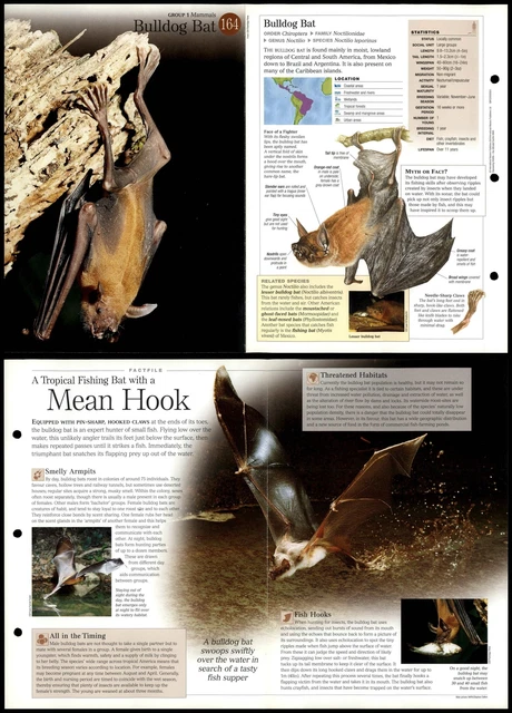 BULLDOG BAT #164 Mammals - Discovering Wildlife Fact File Fold-Out Card ...