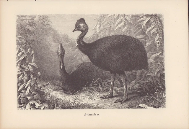 HELMCASUAR. STAHLSTICH VON 1867. Kretschmer [Stecher], Robert: $21.57 ...