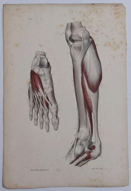 ANATOMIE MYOLOGIE RÉGIONS de la jambe et du pied Gravure couleur de ...