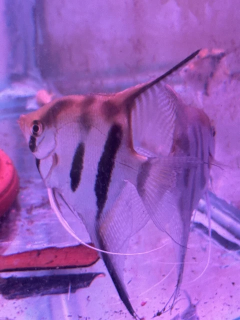 BREEDING PAIR ANGEL fish Blue Clown Proven Pair £60.00 - PicClick UK