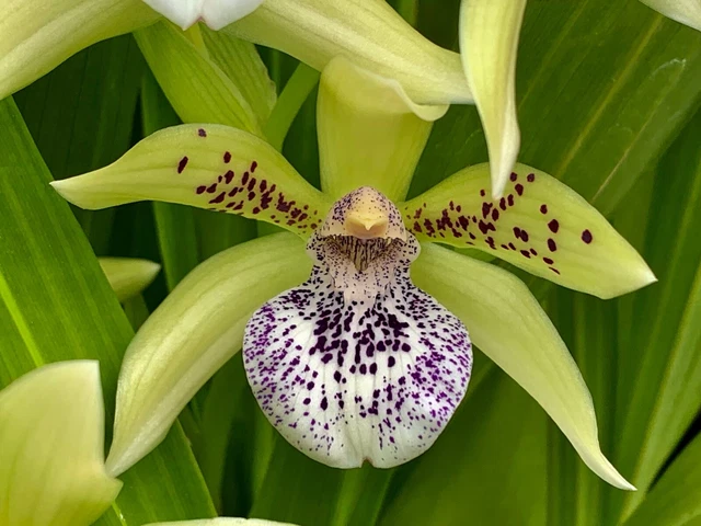 ZYGOPETALUM GREEN TIGER ´ Bleu Lip Spots ´Hybride New Orchidée Miltonia ...