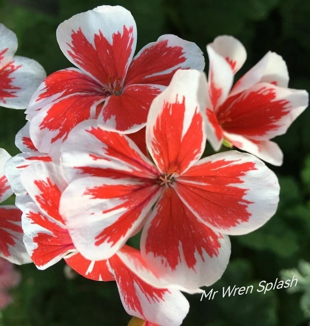 PELARGONIE MR WREN Splash geranio giovane pianta pelargonium a crescita ...