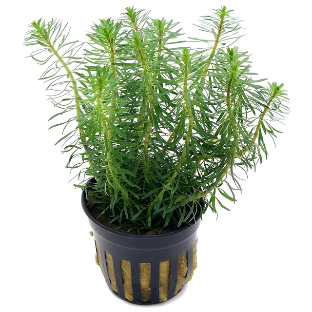 ROTALA BOSSII LIVE Aquarium Plants Tropical Aquascaping EUR 5,83 - PicClick FR