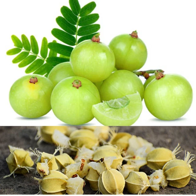 PHYLLANTHUS EMBLICA INDIAN Gooseberry Seeds Edible Amla Fruit Organic ...