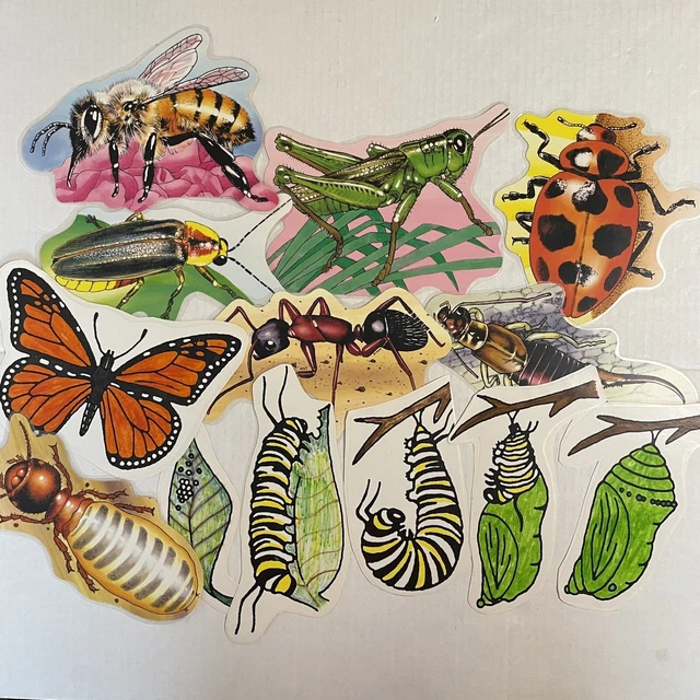 TEACHER CLASSROOM DECOR Bulletin Board Bugs Biology Zoology Monarch ...