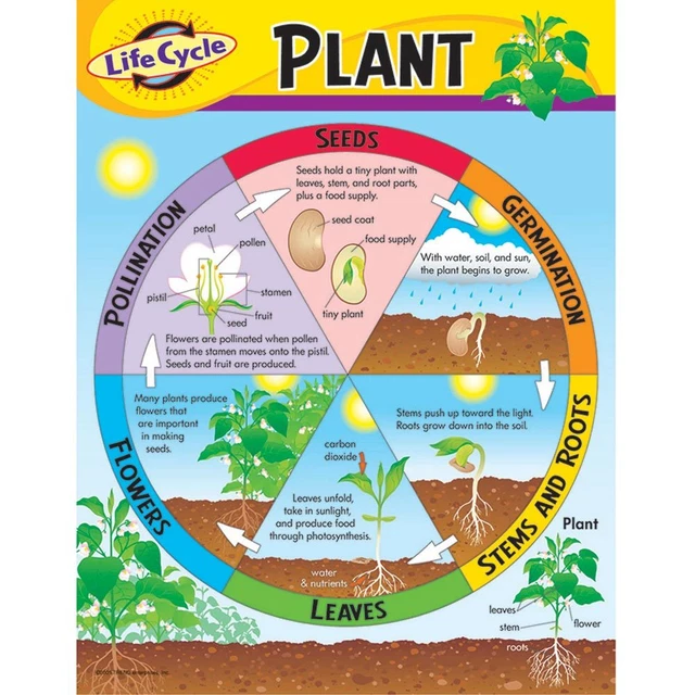LIFE CYCLE OF a Plant Learning Chart, 17" x 22" Trend Enterprises Inc ...