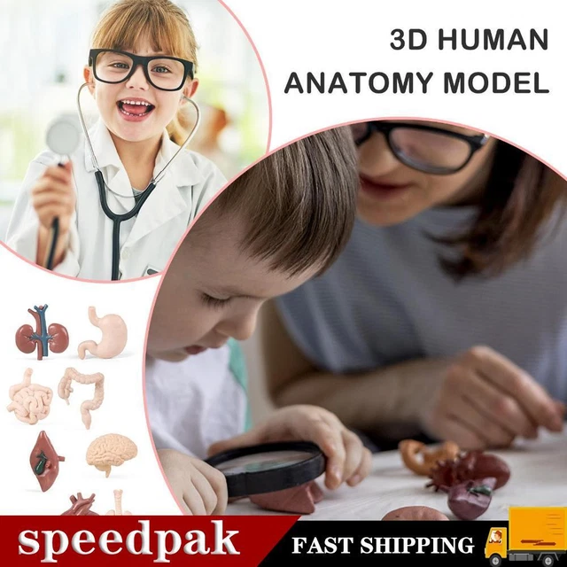 ANATOMICAL HUMAN BODY Model Anatomy Internal Organ Model Mold Mini ...