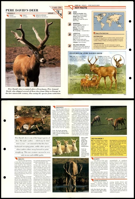 PERE DAVID'S DEER #164 Mammals Wildlife Fact File Fold-Out Card £1.99 ...