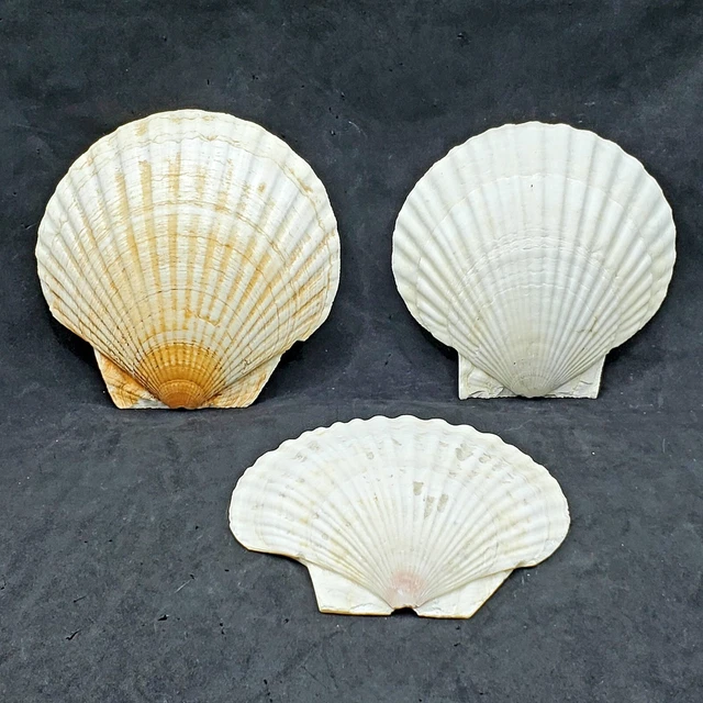VINTAGE SCALLOP CLAM Baking Dishes Set Of 6 Natural Crab Plate Nautical ...