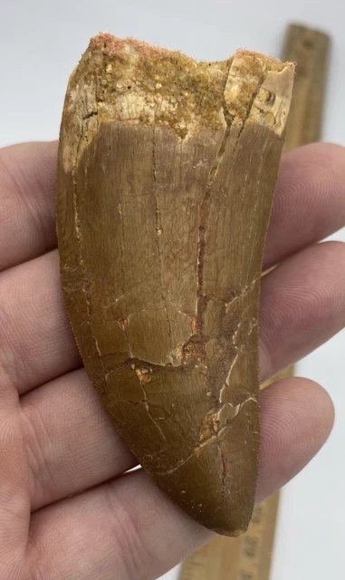 Carcharodontosaurus Dinosaur Carcharodon Tooth 3 1 4” Aka African Trex