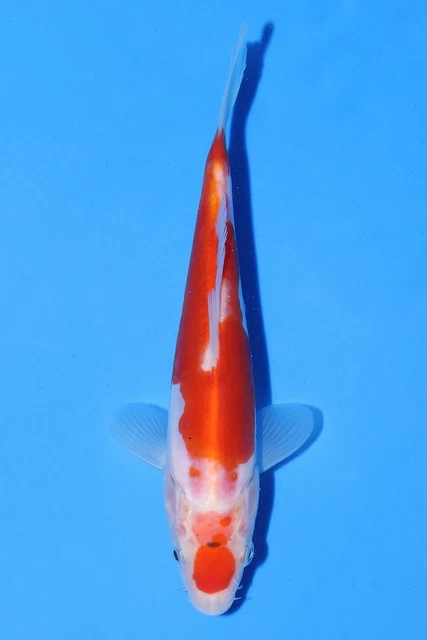 JAPANESE KOI CARP - Hq Doitsu Kohaku 15Cm - Courier Available ...