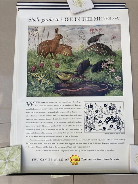 VINTAGE LARGE SHELL Guide Poster ‘Life In The Meadow” 1958 Superb Item ...