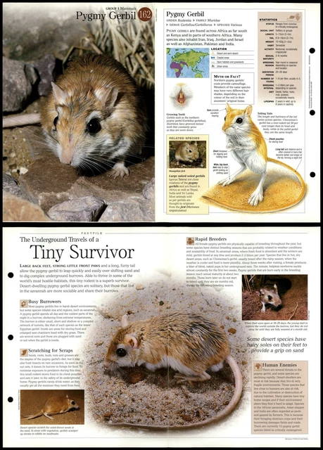 PYGMY GERBIL #162 Mammals - Discovering Wildlife Fact File Fold-Out ...