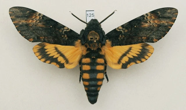 SPHINGIDAE - ACHERONTIA atropos - Death's-head Hawk-moth - #125 $23.81 ...