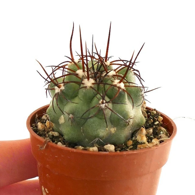 COPIAPOA SOLARIS X cinerea very rare hybrid cactus Succulent Plants 919 ...