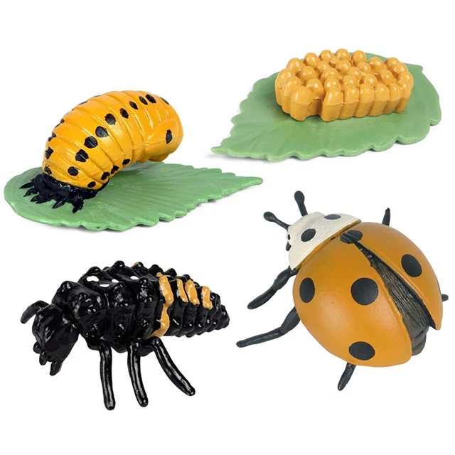 LIFE CYCLE OF a Ladybug Educational Hand Painted Figurines Insect Kit ...