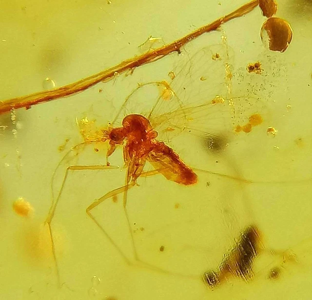 RARE DENDROCTÈRE ACARINE birmite crétacé ambre fossile dinosaures ...