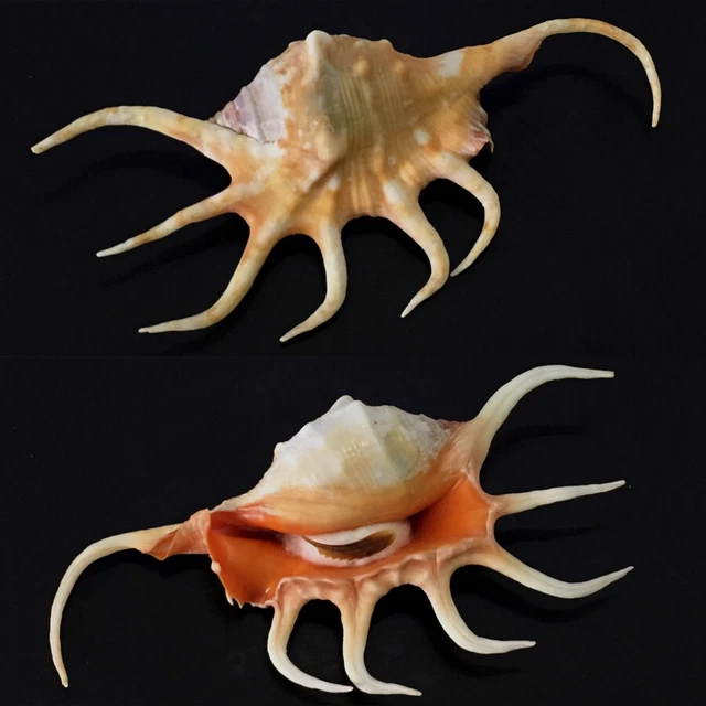 STROMBIDAE, LAMBIS CROCATA, Siquijor Isl., Philippines, 118,7 mm ...