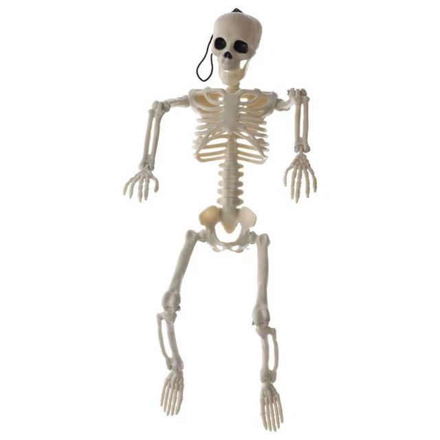 HUMAN SKELETON MODEL Anatomy Skeleton People Active Model Car ...