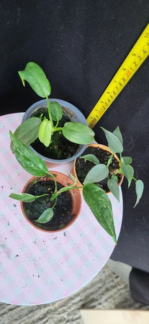 BUNDLE VARIEGATED EPIPREMNUM Pinnatum Albo Reverted Bipennifolium ...