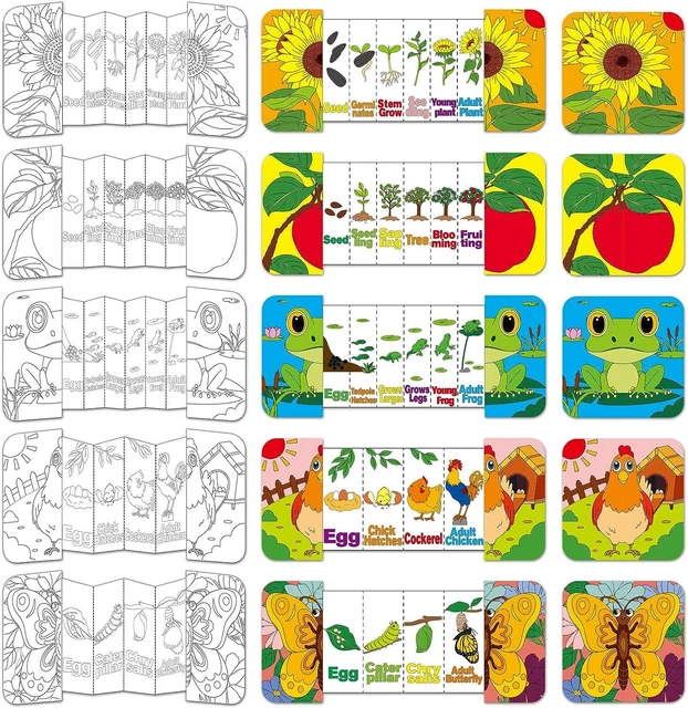 SCIENCE POSTERS LIFE Cycle Bulletin Board Decoration Set Foldable Cycle ...