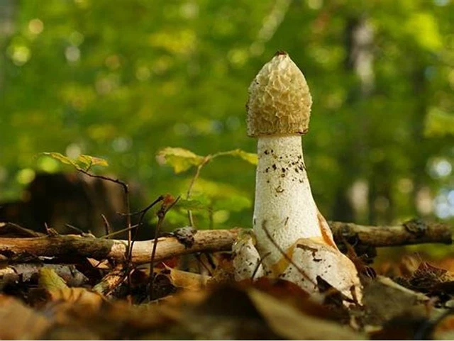 PHALLUS IMPUDICUS GRAIN dry mycelium 10g, 30g, 100g Dictyophora ...