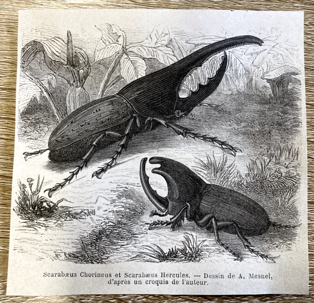 ANTICA INCISIONE XIX Scarabeo Chorineus, Ercole Scarabeo A.Mesnet ...