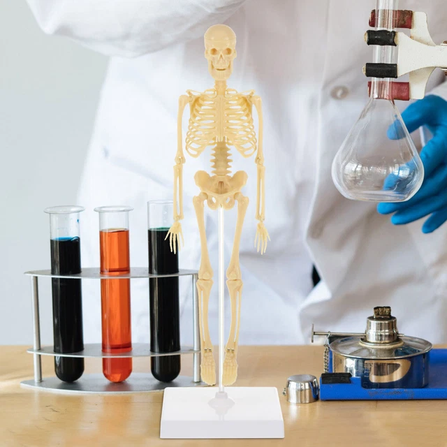 ANATOMY SKELETON MODEL Set Studying Simulation Mannequin £13.79 ...