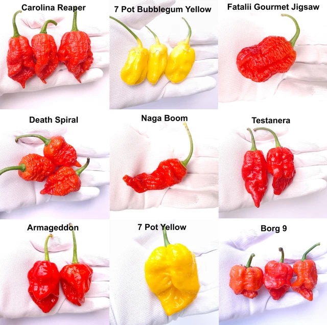 TOP 10 WORLDS Hottest Chilli Pepper Seeds - 10 Varieties 20 Seeds +15 ...